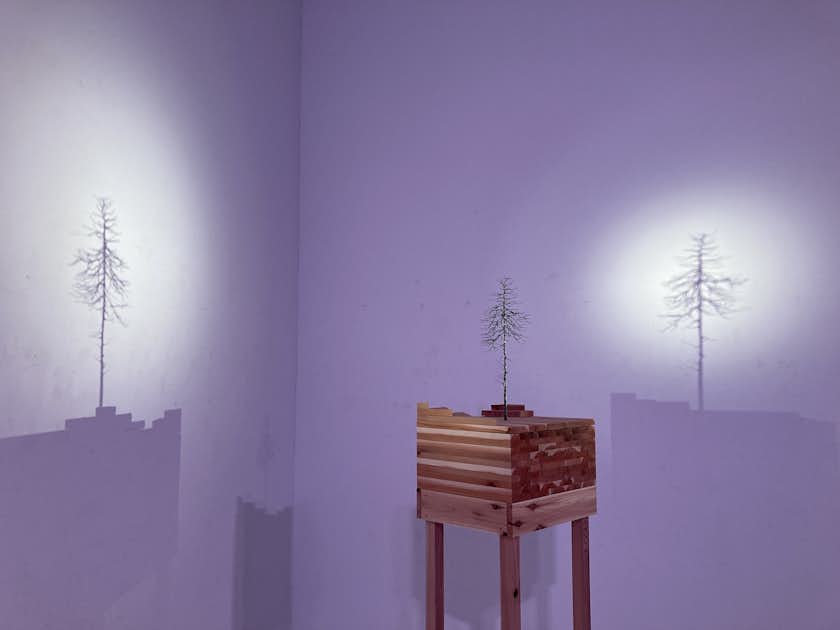 青森県立美術館で体感する春の光。「Aomori Spring Sprout展 ―青森 春に芽吹く光―」にチームラボら参加｜画像ギャラリー 5 ...